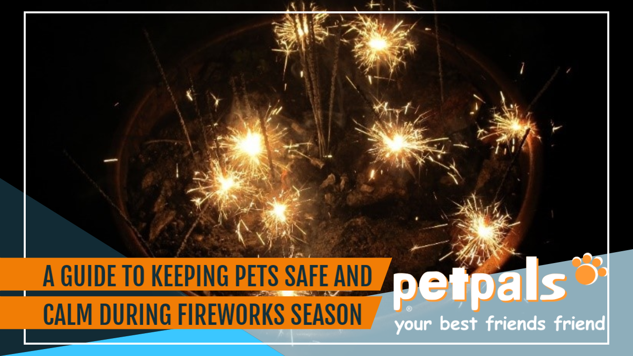 A guide to keeping pets safe and calm during fireworks season