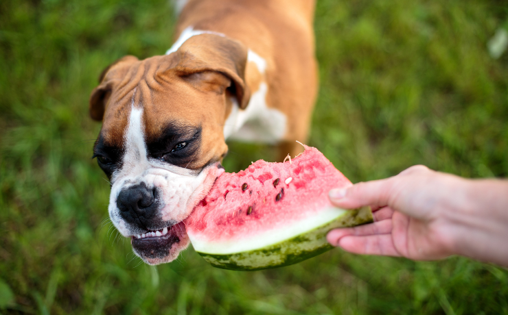 Summer safety tips for your dogs