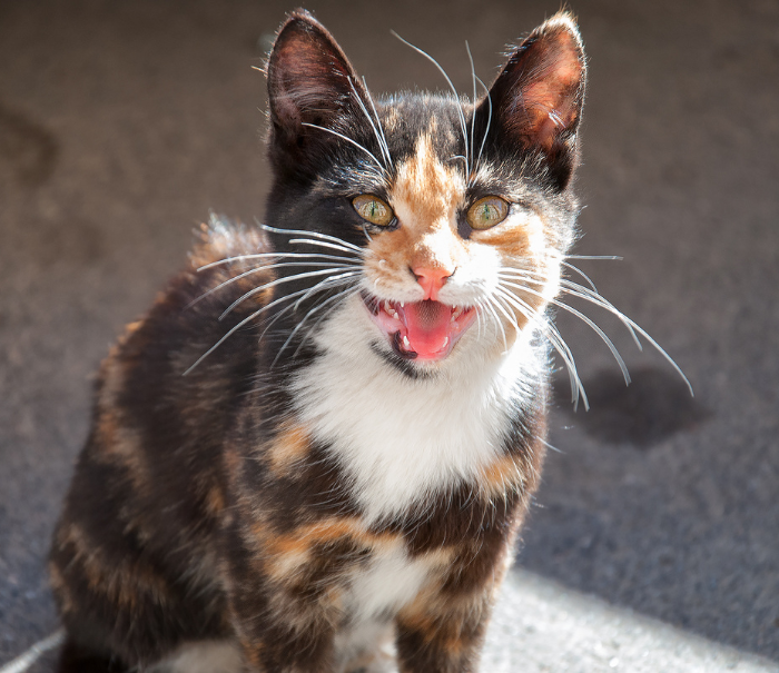 12 Intriguing Cat Facts You Probably Didn't Know!