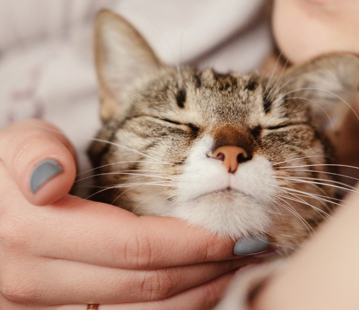 12 Intriguing Cat Facts You Probably Didn't Know!