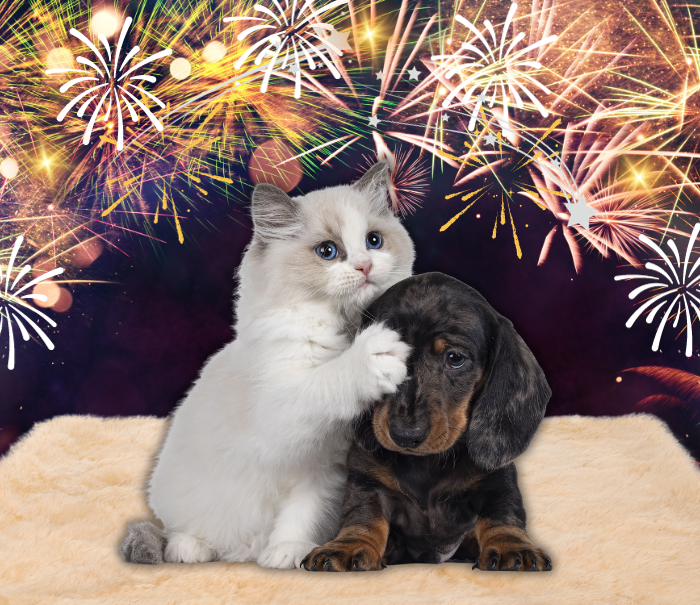 7 Expert Tips for a Happy Pet on Bonfire Night