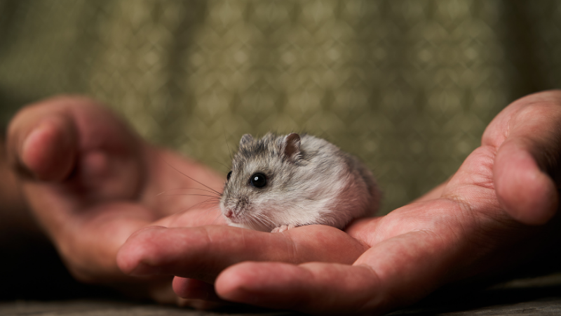 The Ultimate Checklist for a Happy Hamster