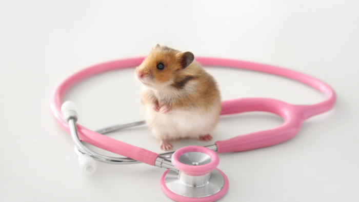 The Ultimate Checklist for a Happy Hamster