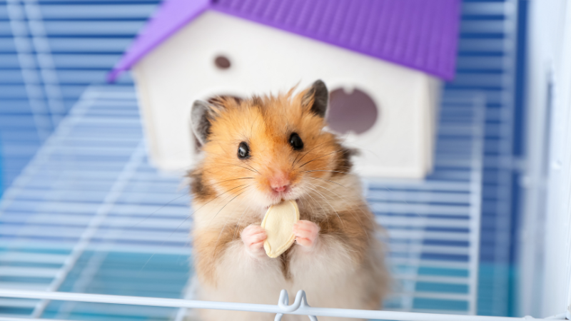 The Ultimate Checklist for a Happy Hamster