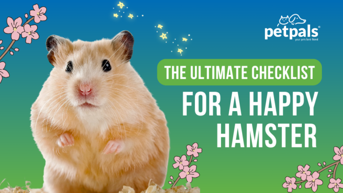 The Ultimate Checklist for a Happy Hamster